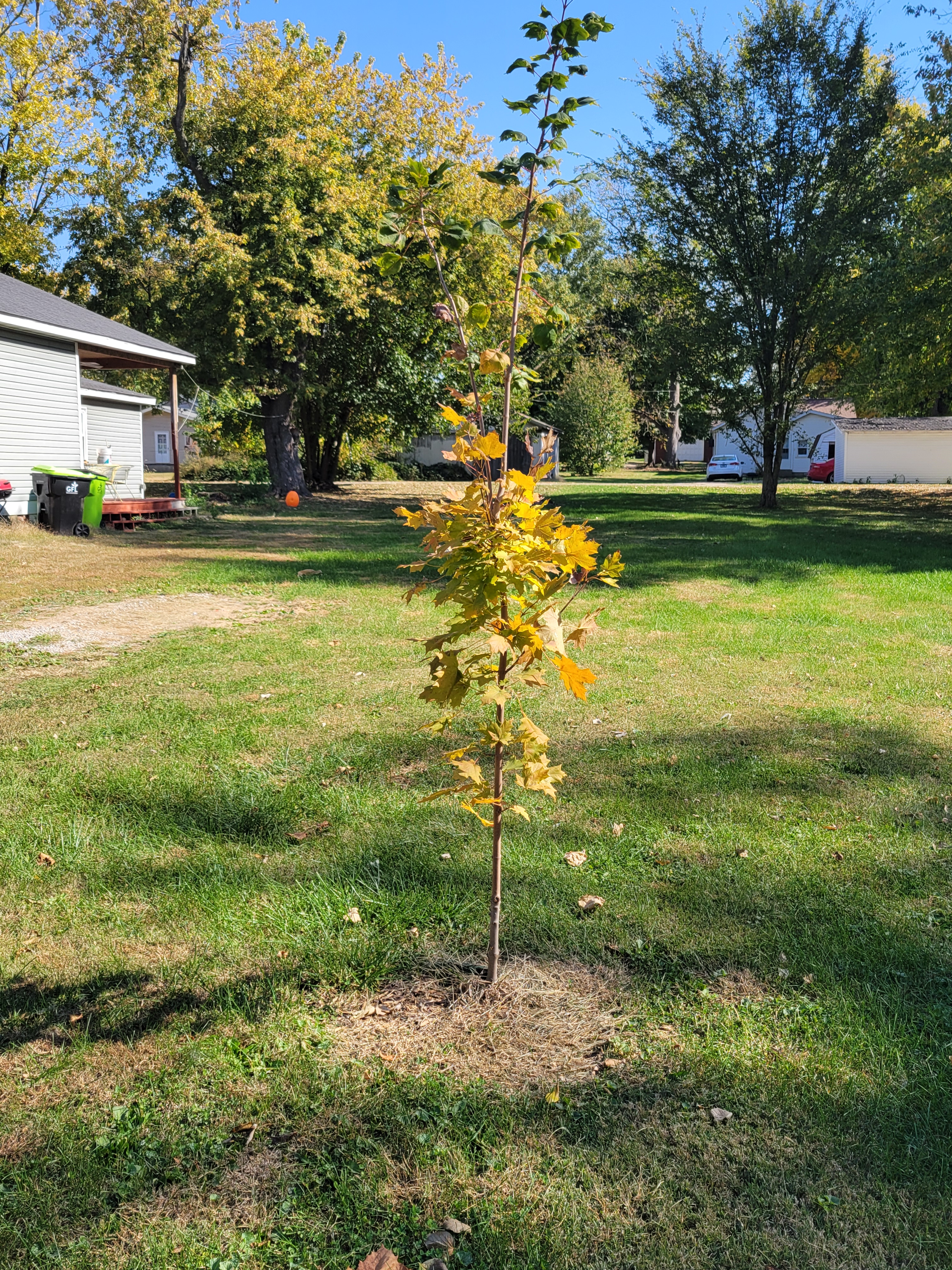 Tree Tells a Story – JLM in Euroclydon